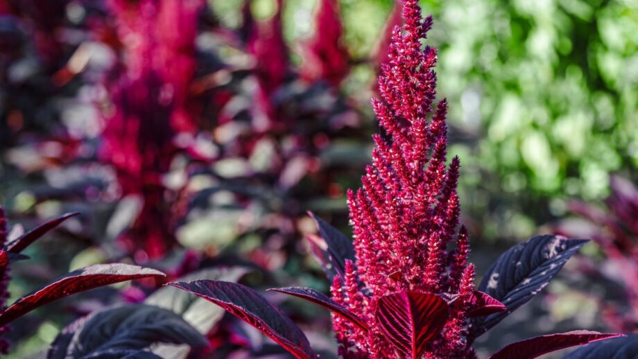 How to Plant, Grow, and Care for 'Hopi Red Dye' Amaranth