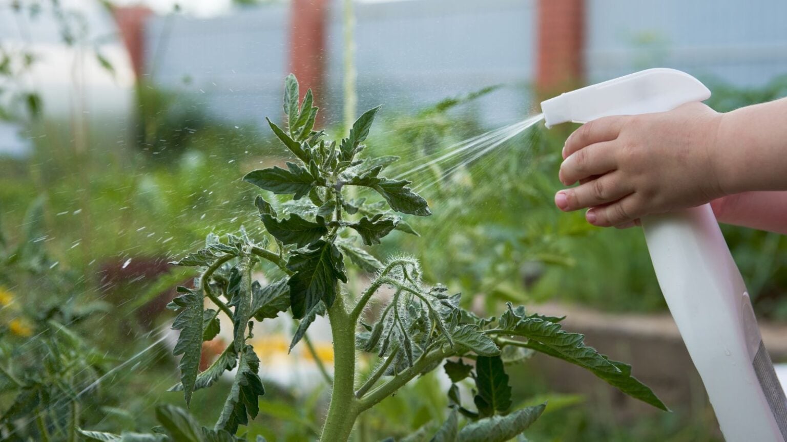 Growing Giant Vegetables: 5 Tips to Get The Biggest Crops