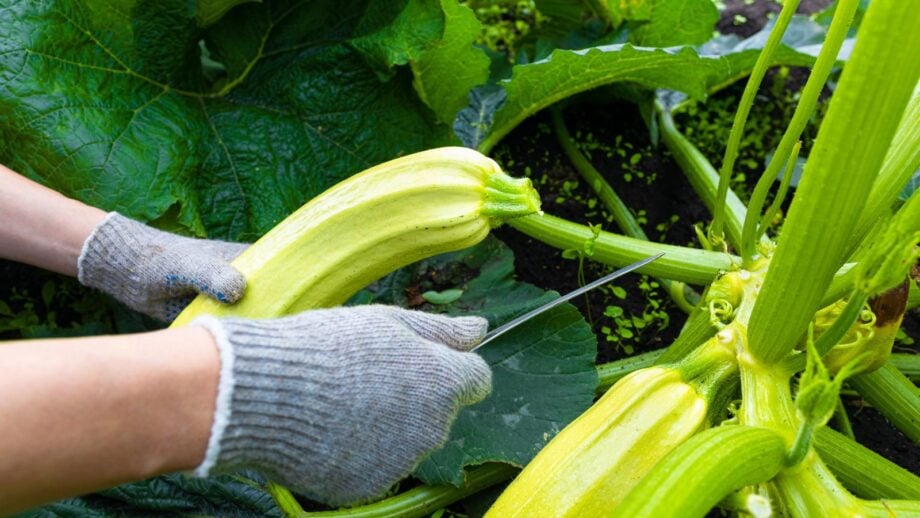 When to Harvest Zucchini for Best Flavor