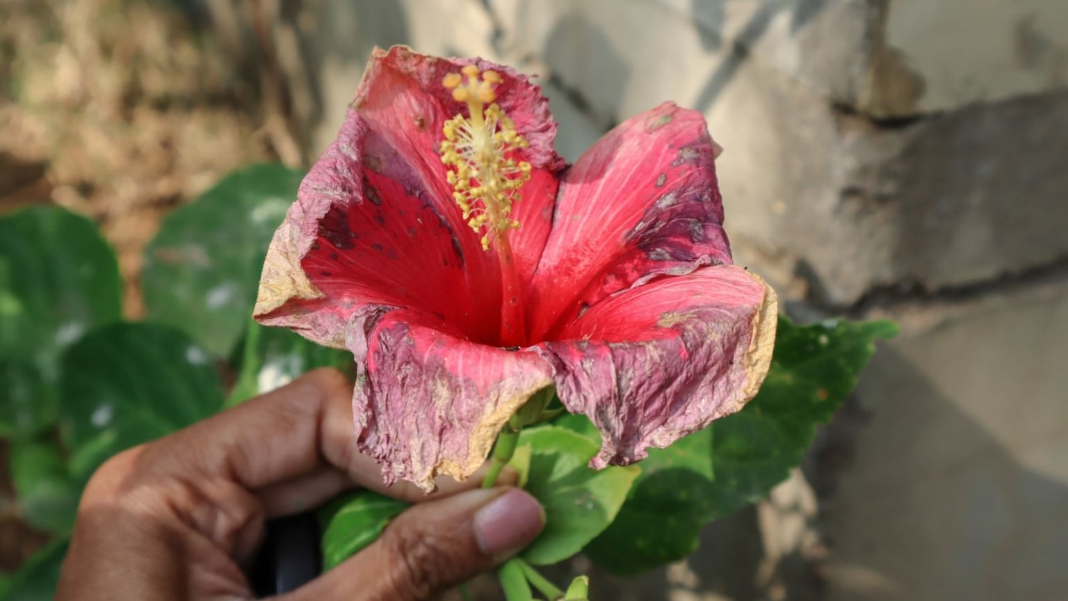 What’s Wrong With My Hibiscus? 5 Problems and Fixes