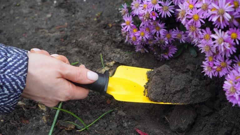 When and How to Divide and Replant Popular Perennials