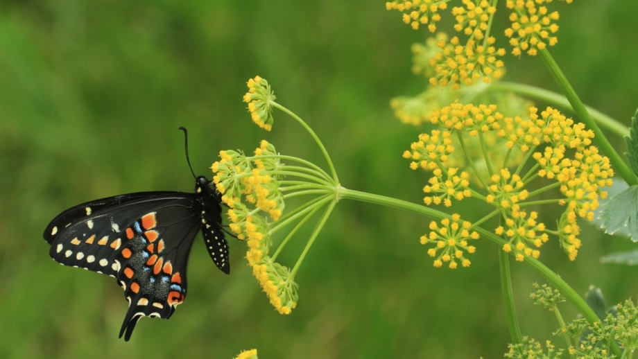 How to Plant, Grow, and Care for Golden Alexander