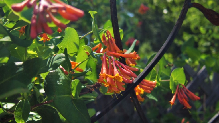 How to Plant, Grow, and Care for 'Major Wheeler' Honeysuckle