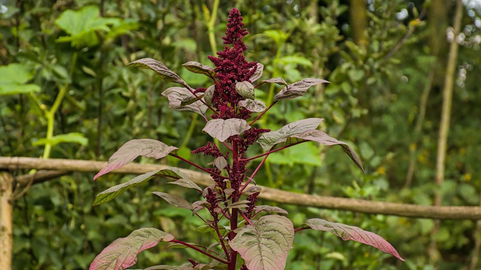 How to Plant, Grow, and Care for 'Hopi Red Dye' Amaranth