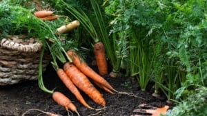 When to Plant Carrots for a Fall Harvest