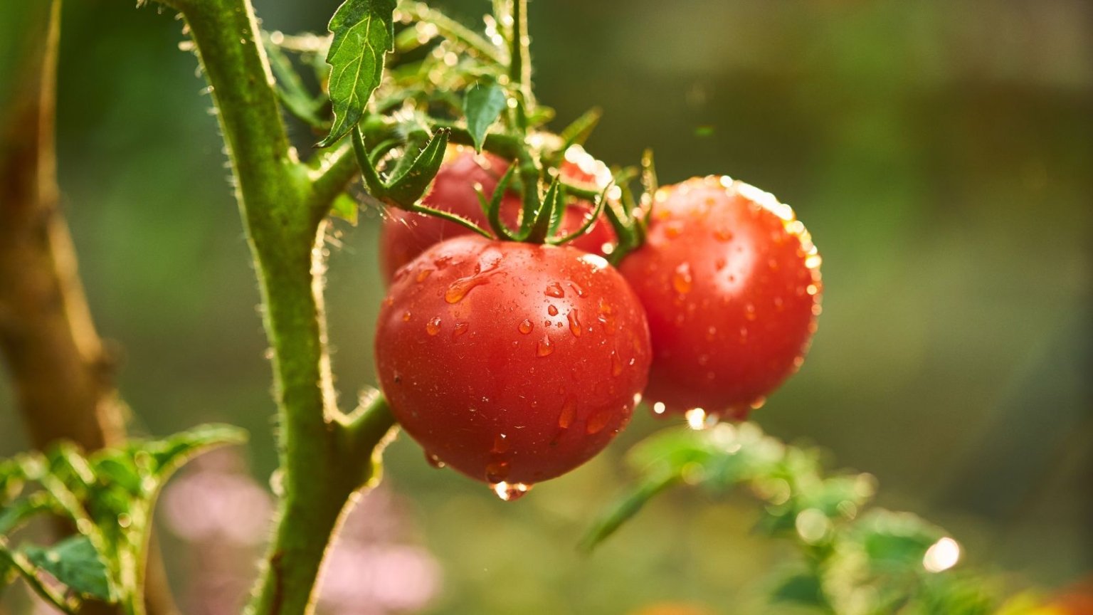 17 Shade-Friendly Tomato Varieties For Gardens With Less Sun