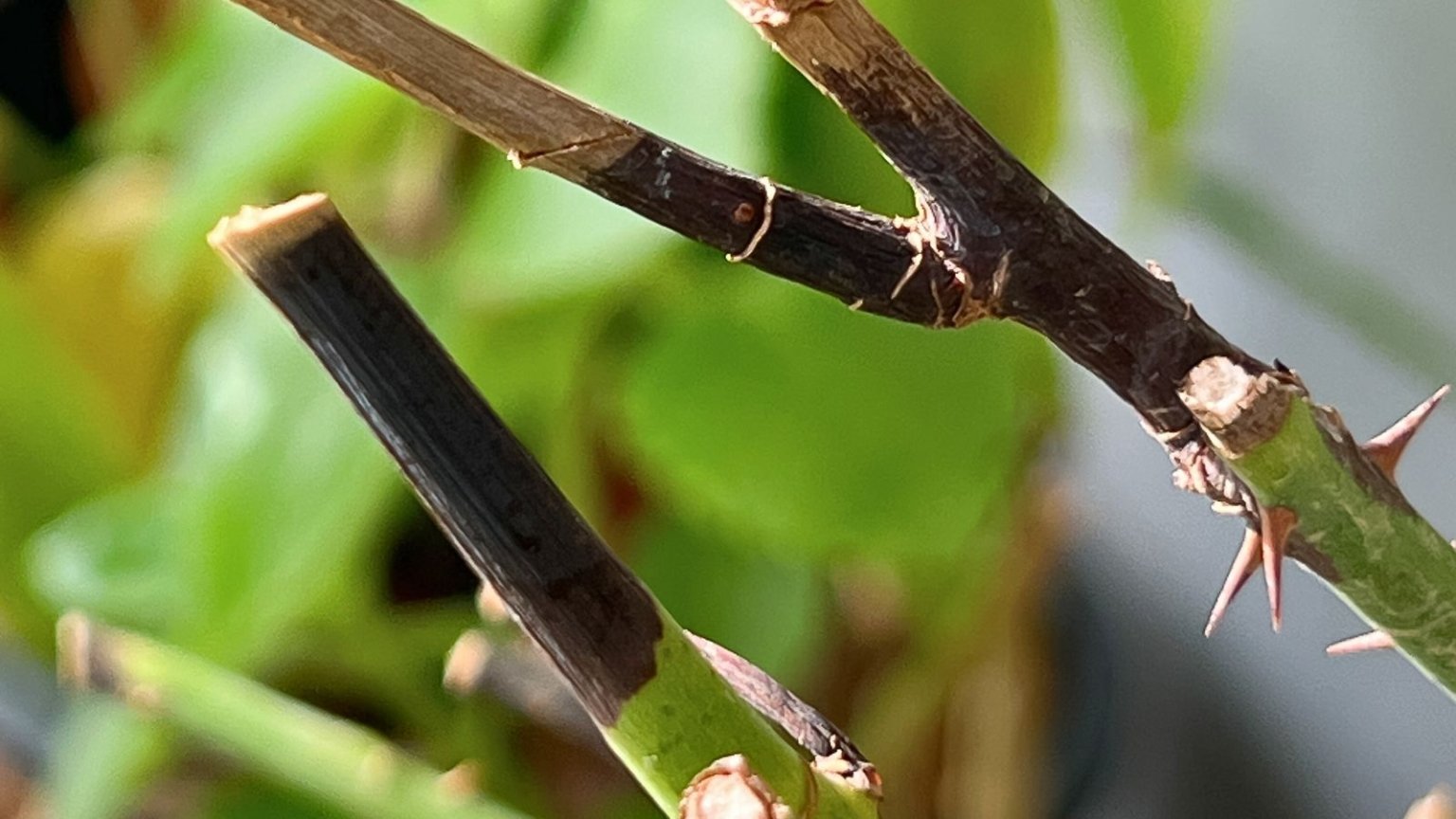 Stem Dieback in Roses: Identification and Treatment