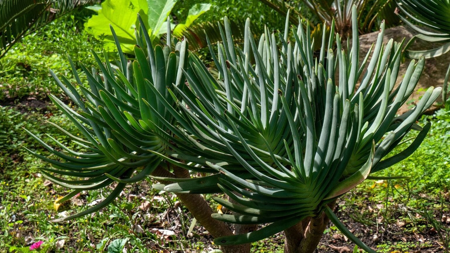 How to Plant, Grow, and Care For Fan Aloe
