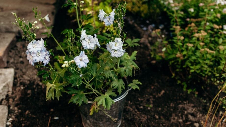 How to Grow Delphiniums in Pots and Containers
