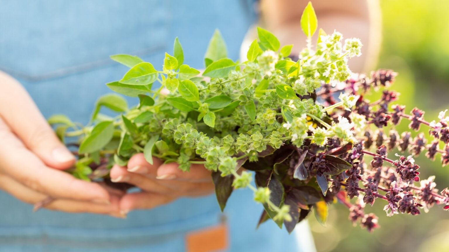 Are Basil Flowers Edible?