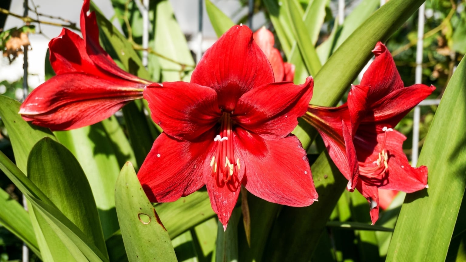 The Ultimate Guide to Burgundy and Wine-Colored Perennial Flowers