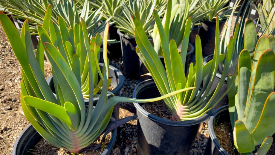 How to Plant, Grow, and Care For Fan Aloe