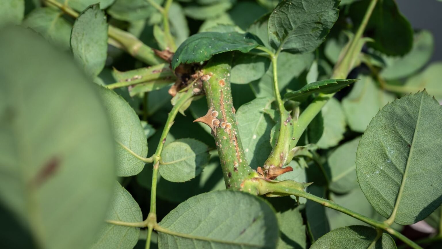 Stem Dieback in Roses: Identification and Treatment
