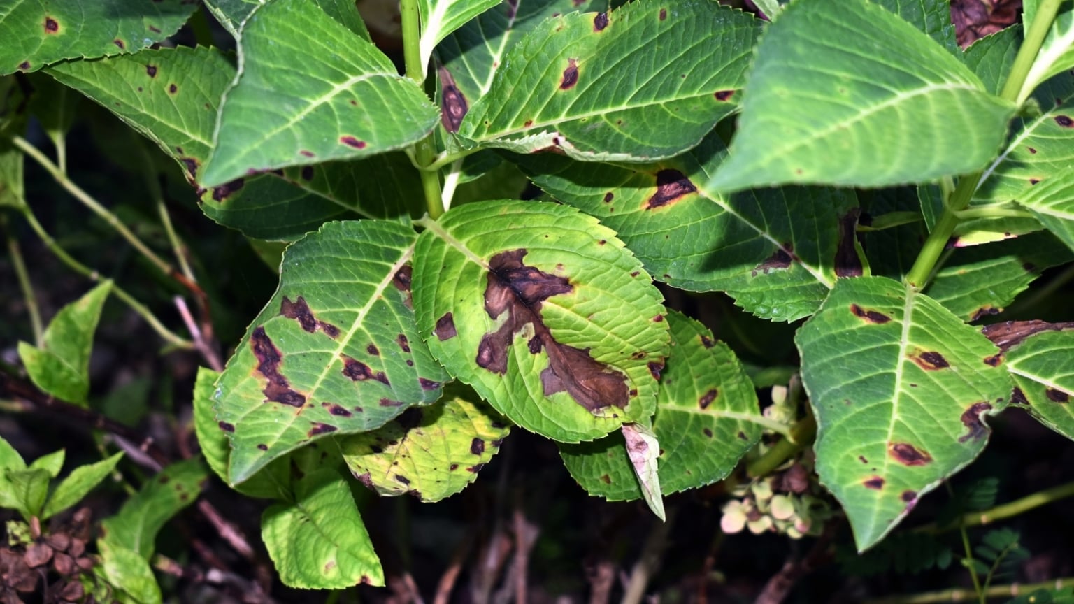 How to Plant, Grow, and Care for Hydrangea Trees