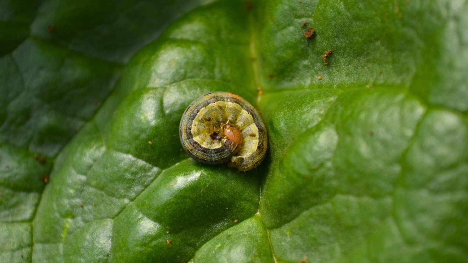 What’s Eating My Lettuce? 7 Common Lettuce Pests