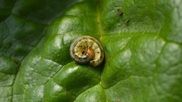 What’s Eating My Lettuce? 7 Common Lettuce Pests