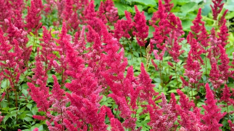 Astilbe Care: Plumes Of Brilliant Flowers - Epic Gardening