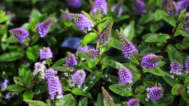 How to Plant, Grow, and Care for Hebe Shrubs