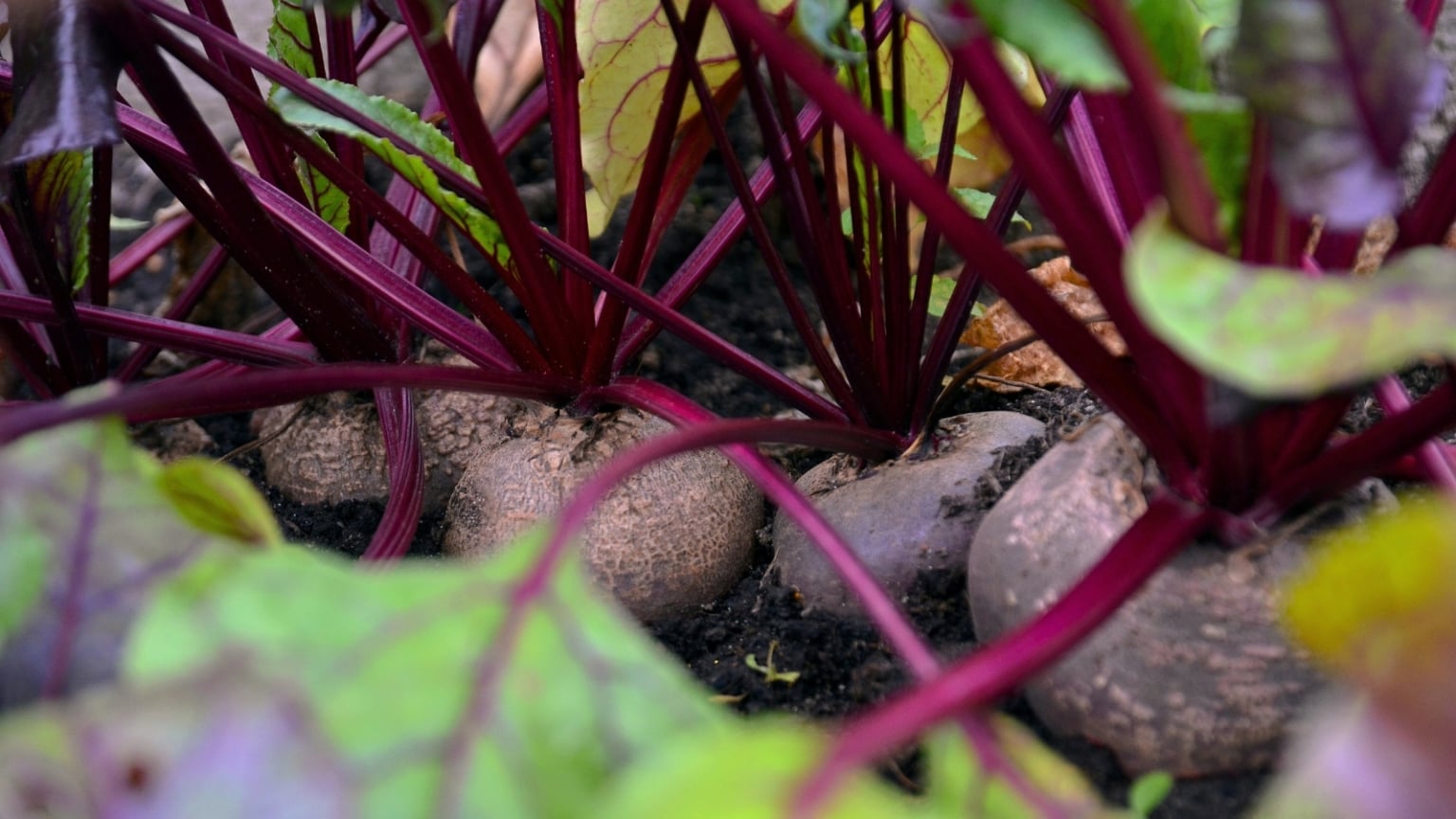When to Plant Your Fall Garden: Get the Timing Right