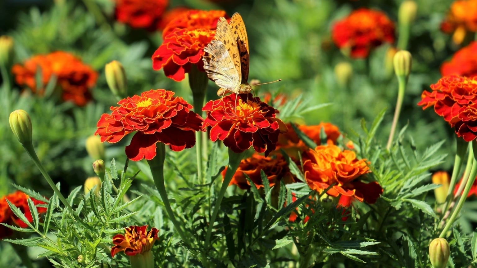 30 Types Of Marigolds You Should Be Growing