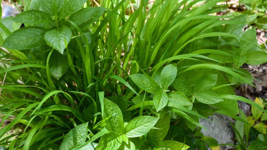 15 Native Sedges That Outcompete Invasive Weeds
