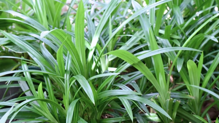 15 Native Sedges That Outcompete Invasive Weeds