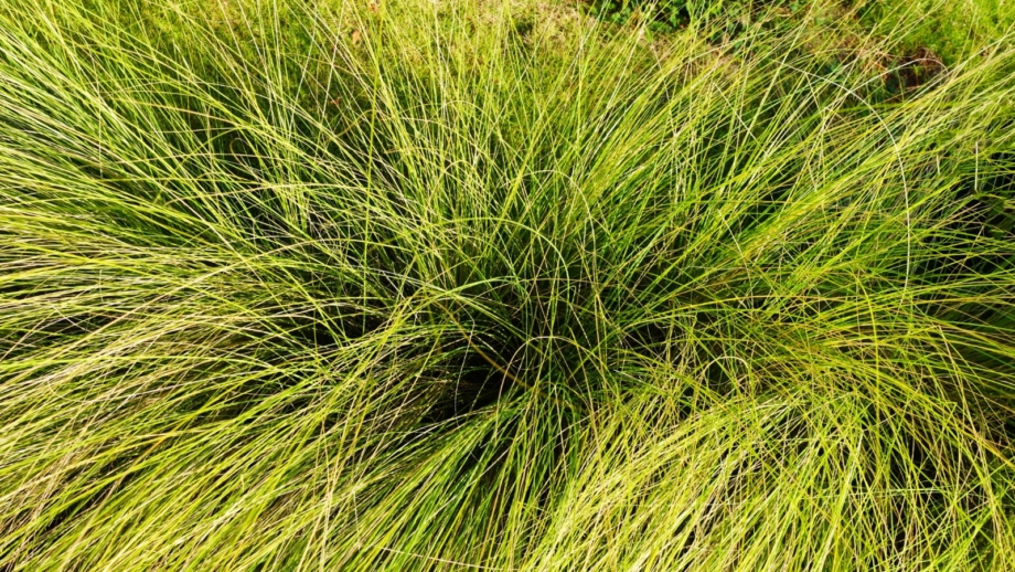 15 Native Sedges That Outcompete Invasive Weeds