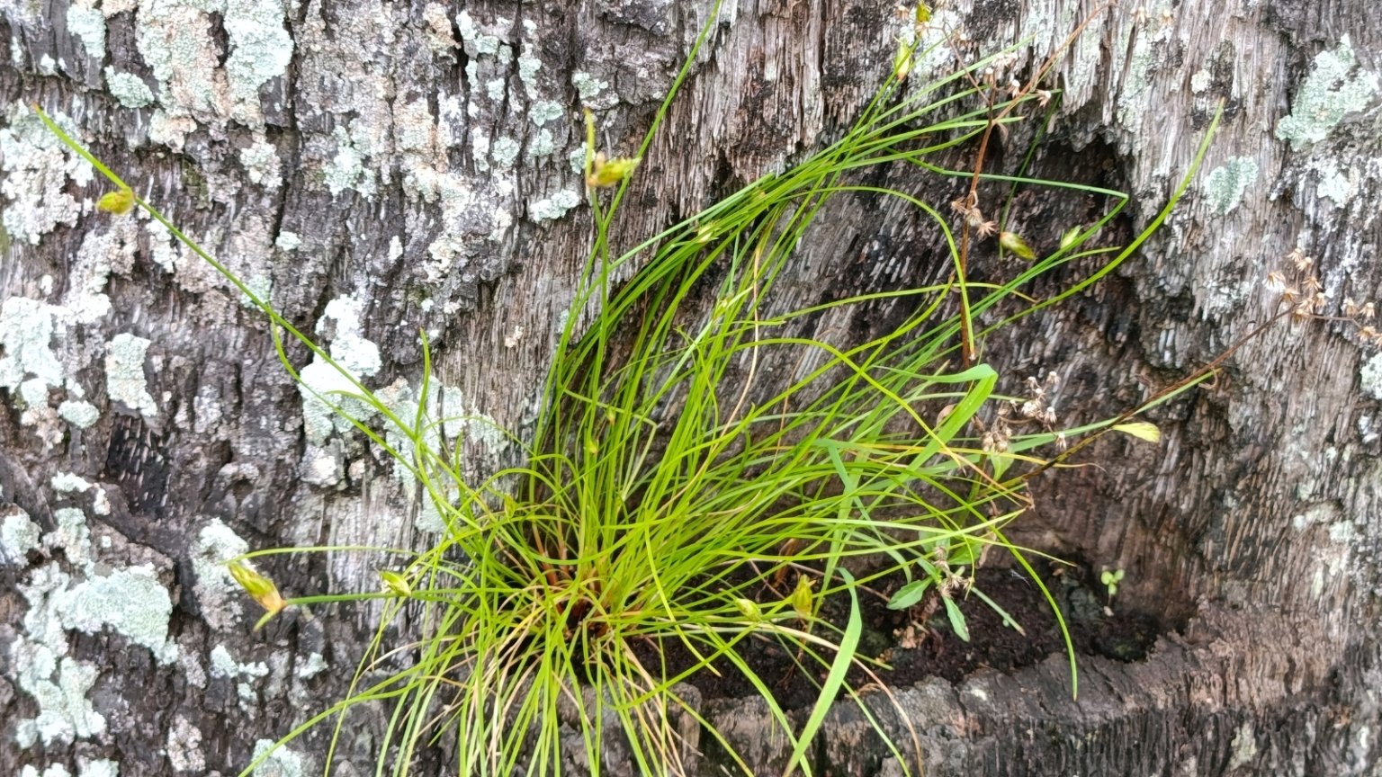 15 Native Sedges That Outcompete Invasive Weeds