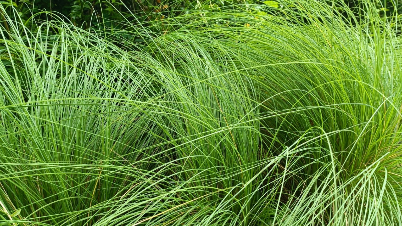 15 Native Sedges That Outcompete Invasive Weeds
