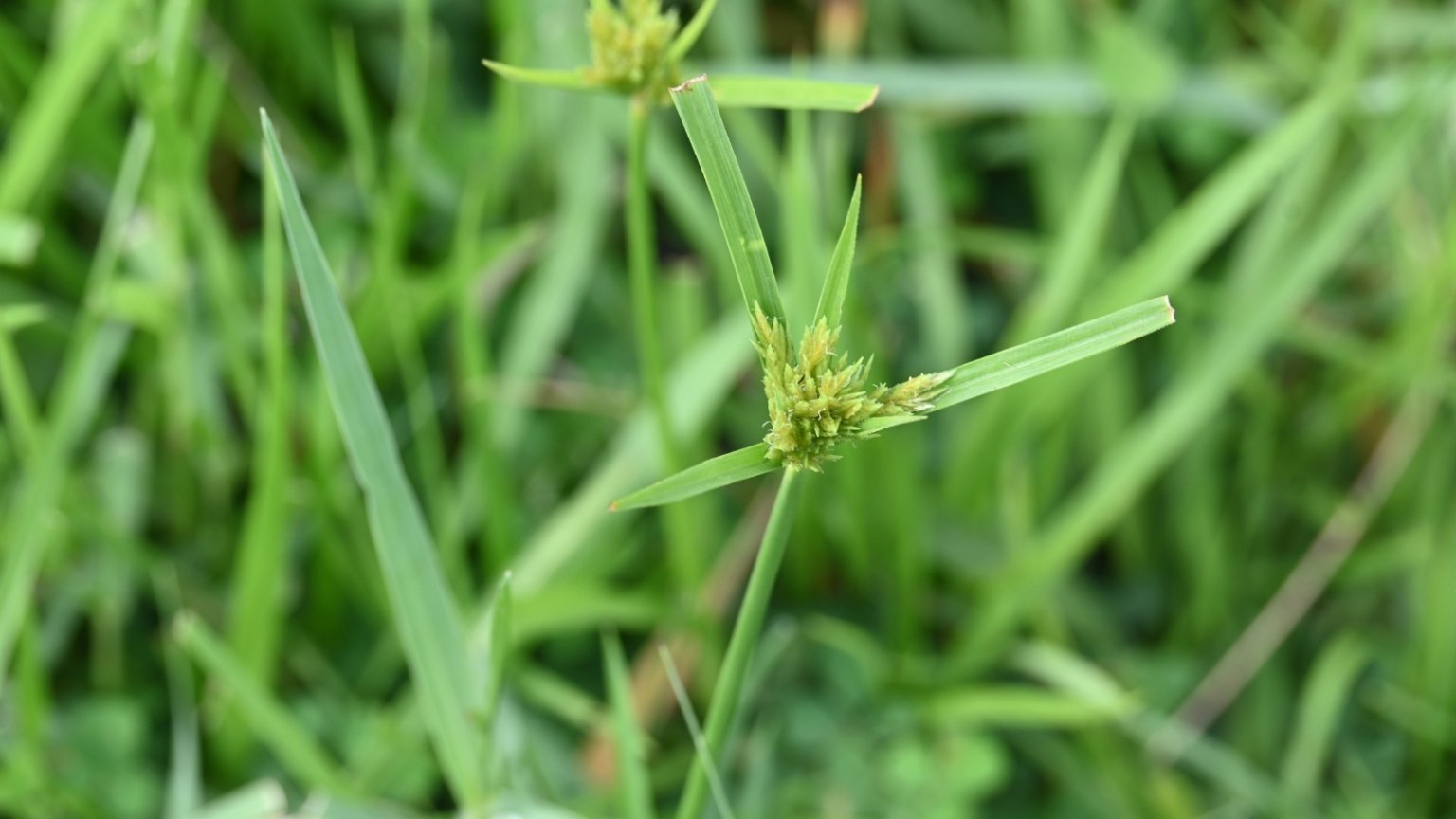 15 Native Sedges That Outcompete Invasive Weeds