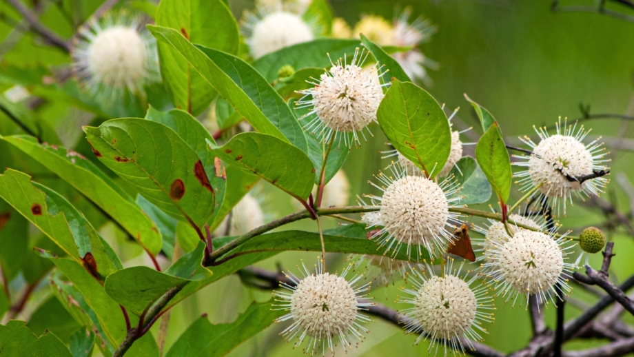 13 Beautiful Native Perennials for the Midwest