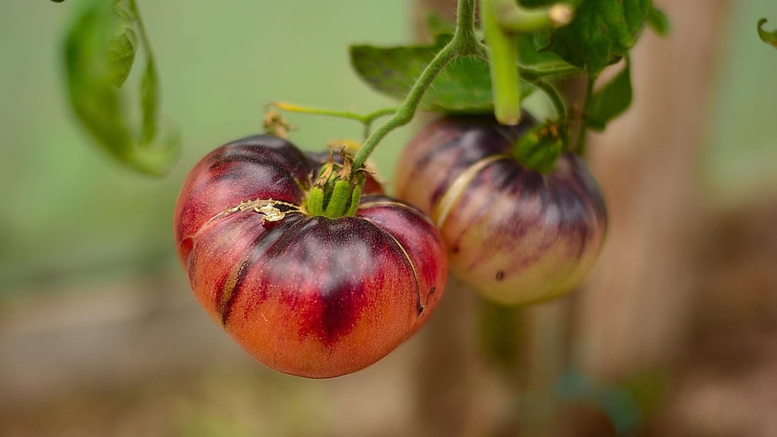 17 Shade-Friendly Tomato Varieties For Gardens With Less Sun
