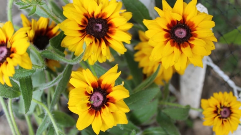 How to Plant, Grow, and Care For ‘Cherokee Sunset’ Black-Eyed Susan