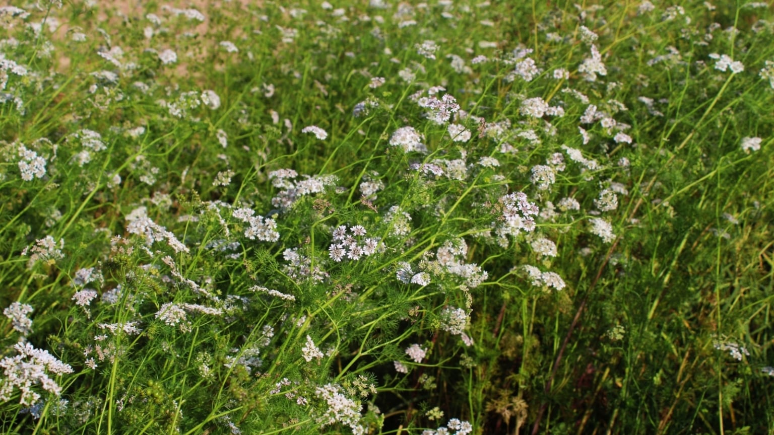 How to Plant, Grow, and Care for Cilantro