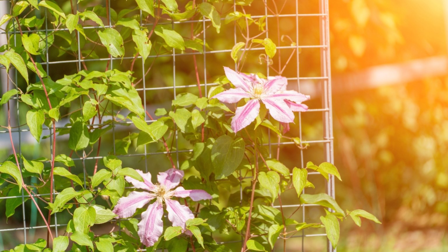 7 DIY Staking Solutions for Tall, Floppy Plants