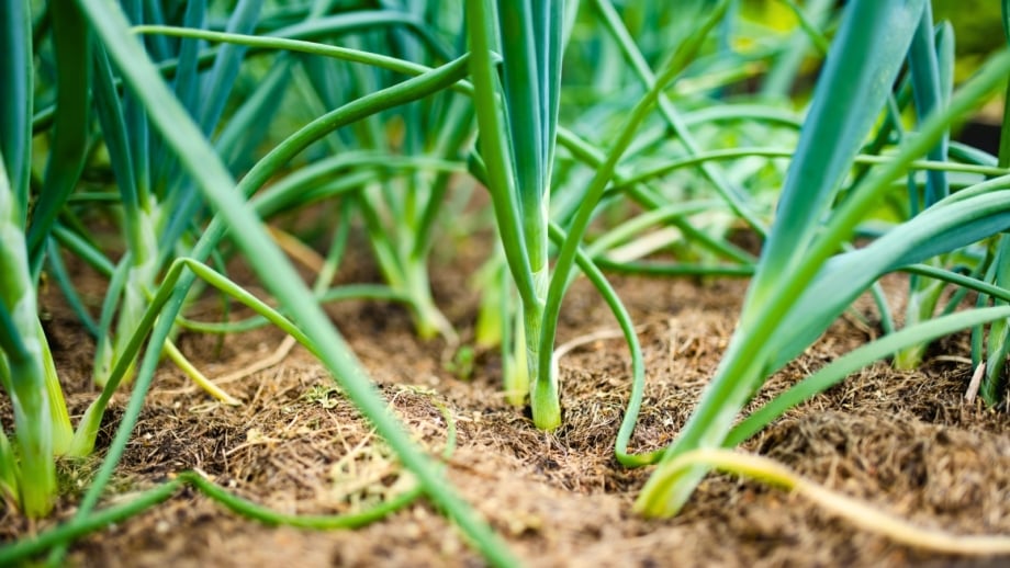 7 Causes of Rotting, Mushy Onions from the Garden