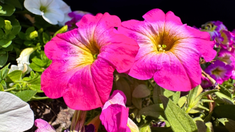 9 Petunia Varieties You Don't Need to Deadhead