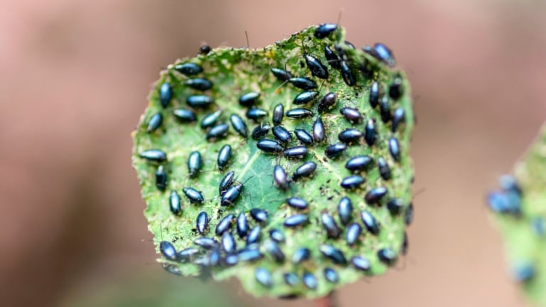 How to Use Nasturtiums as Trap Plants for Pest Control