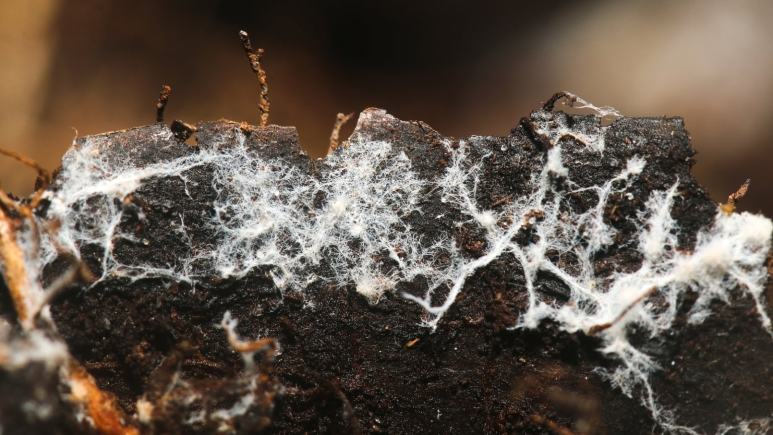 Understanding Common Soil Terms: Macronutrients to Mycorrhizae