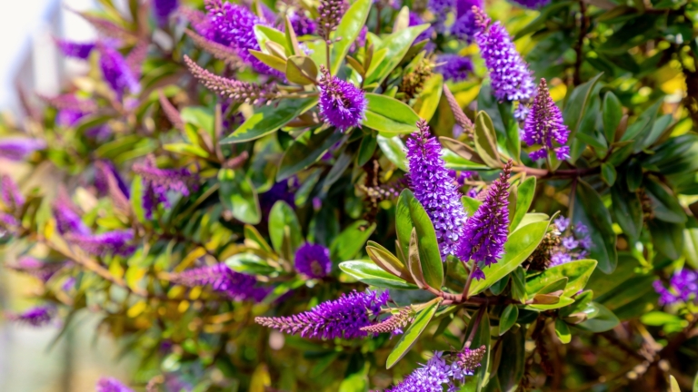 How to Plant, Grow, and Care for Hebe Shrubs