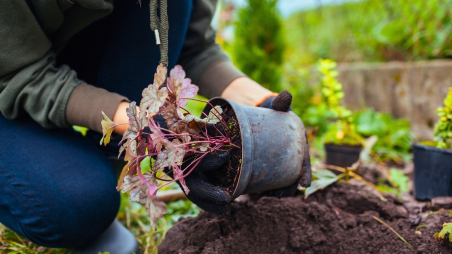 August Planting Guide: Best Perennials to Plant for Next Year’s Garden