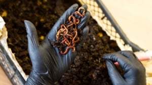 Worm Castings: Powerhouse Poop From Wiggly Worms - Epic Gardening
