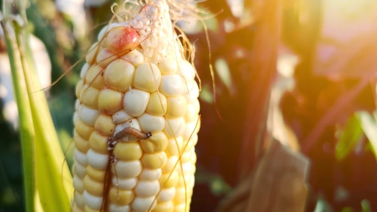How to Combat Corn Earworms: Prevention and Management