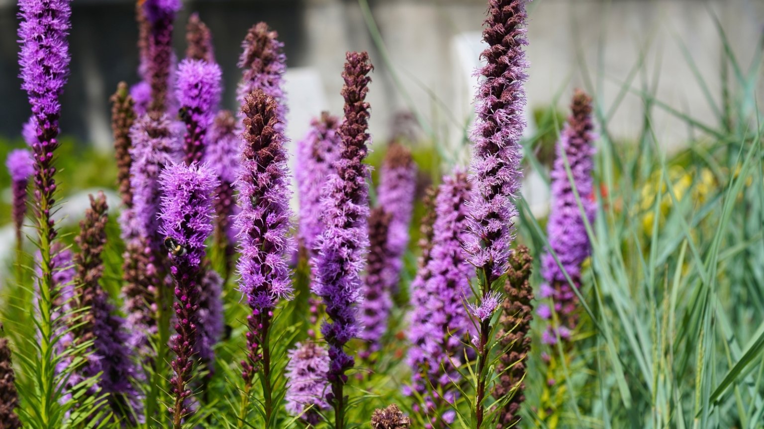 13 Beautiful Native Perennials for the Midwest