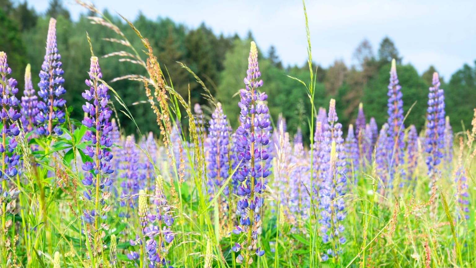 11 Beautiful New England Wildflowers