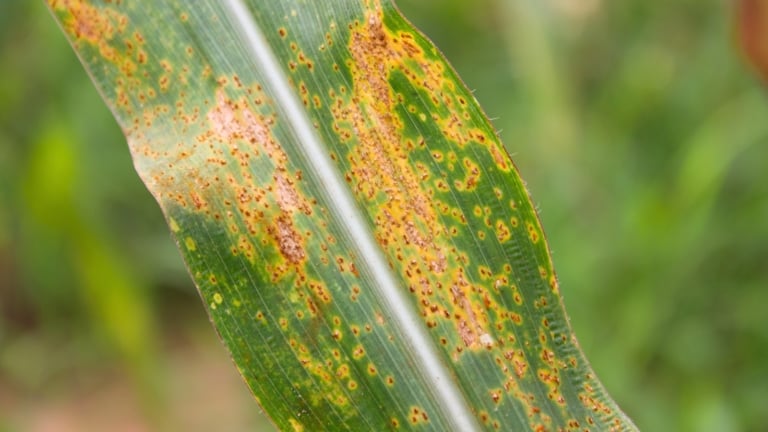 7 Corn Diseases to Watch for in the Garden