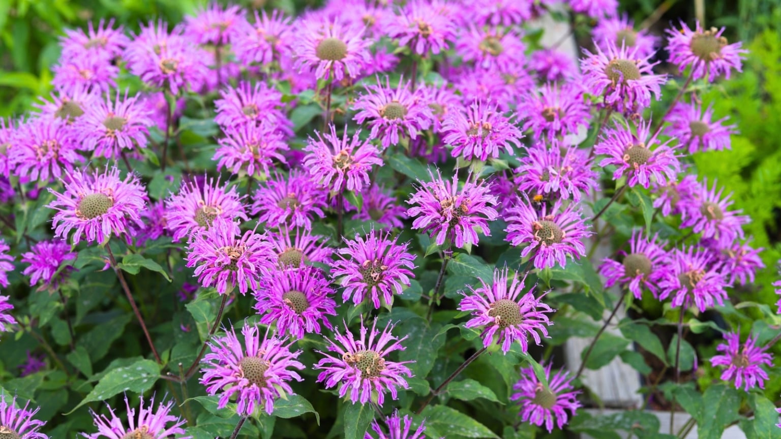 Bee Balm: How To Plant, Grow, and Care for Monarda - Epic Gardening