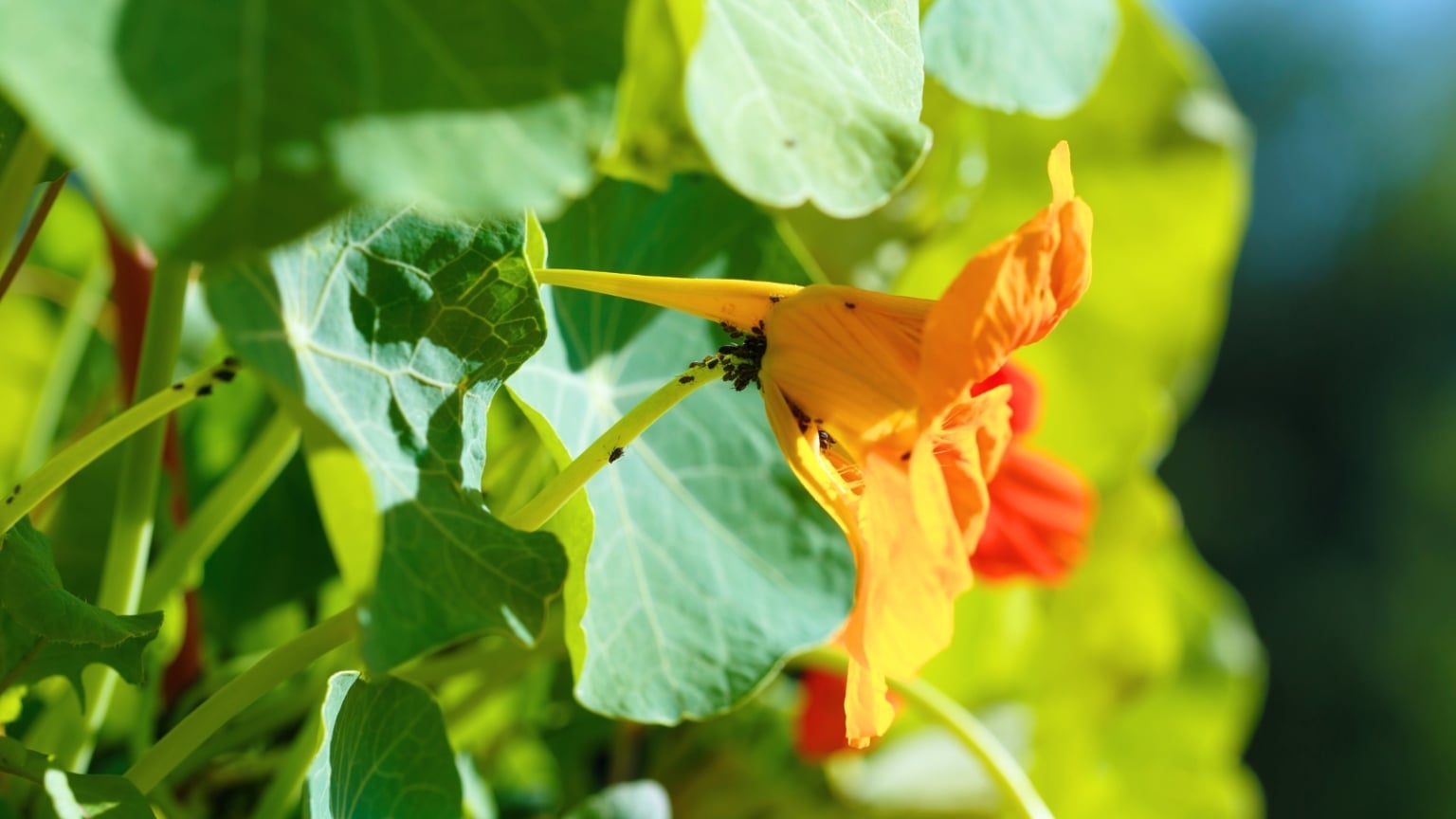 How to Use Nasturtiums as Trap Plants for Pest Control