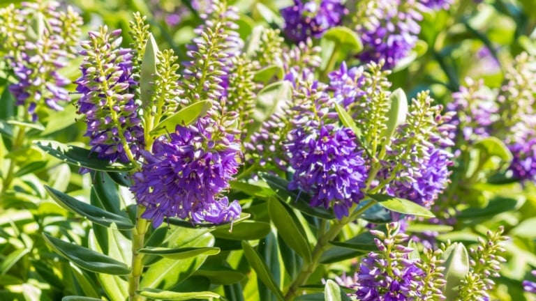 How to Plant, Grow, and Care for Hebe Shrubs