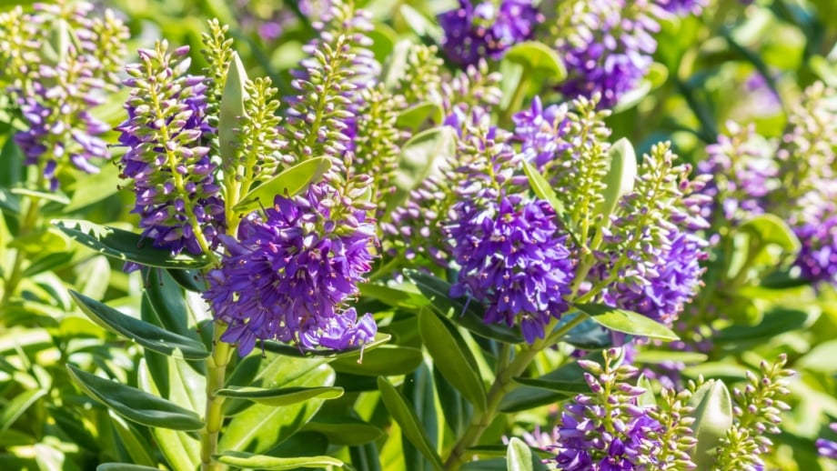 How to Plant, Grow, and Care for Hebe Shrubs